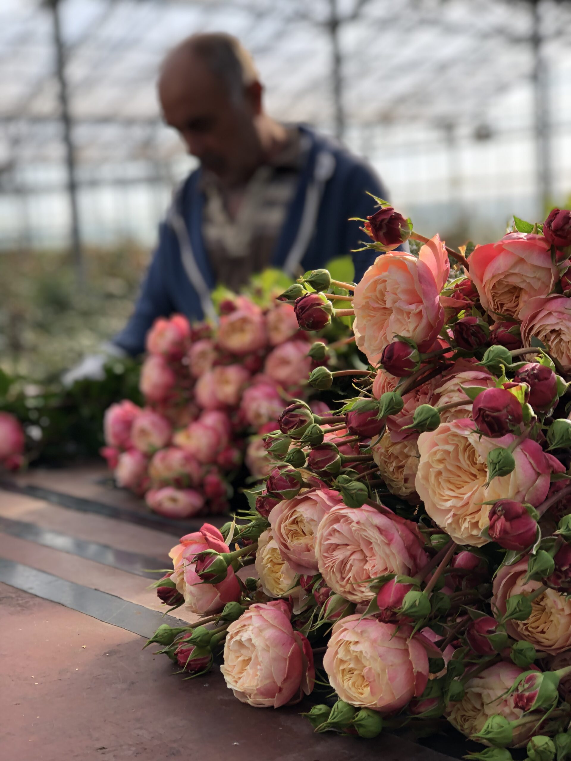 Vip Roses - The most charming cut roses of the season