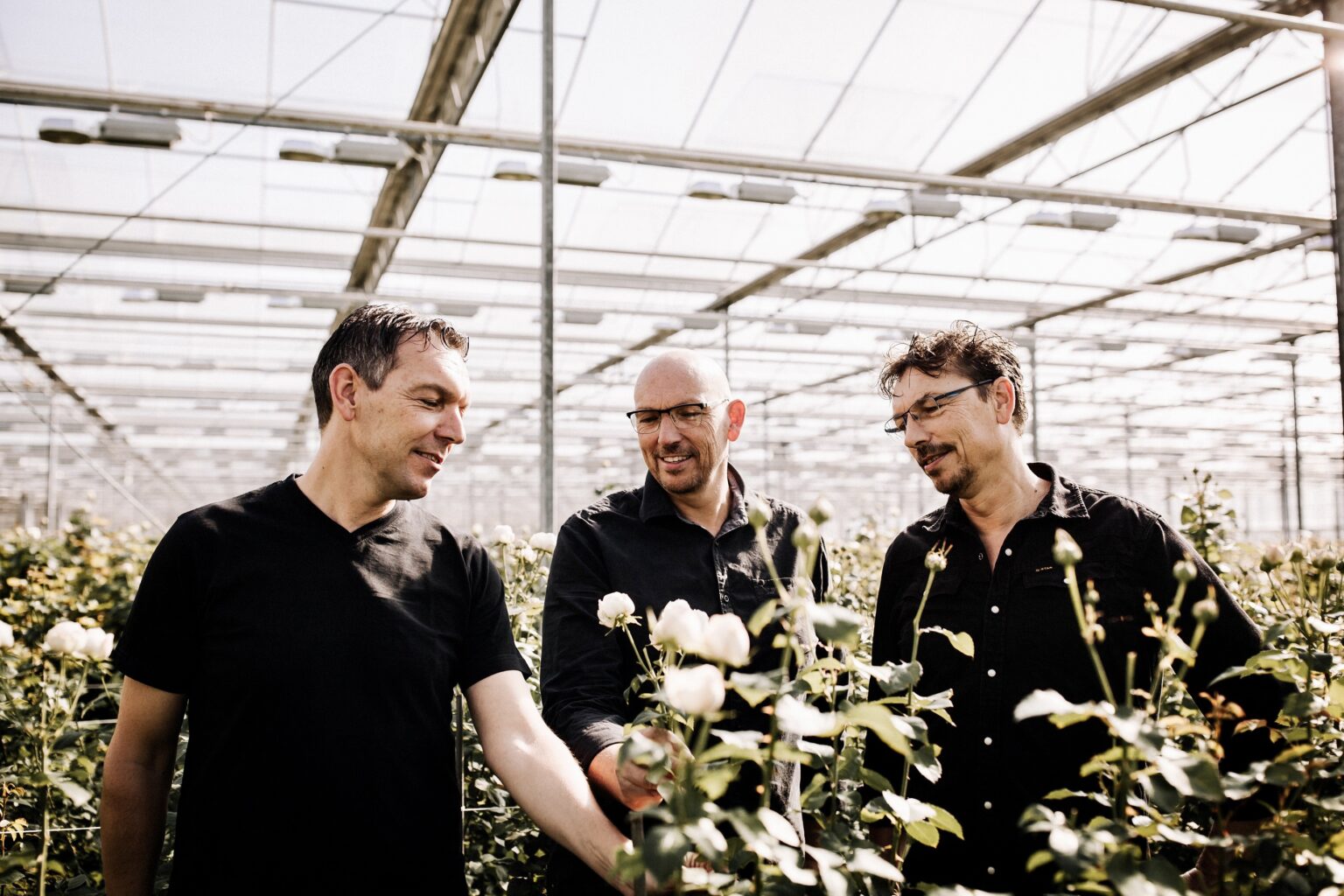 Vip Roses - The most charming cut roses of the season